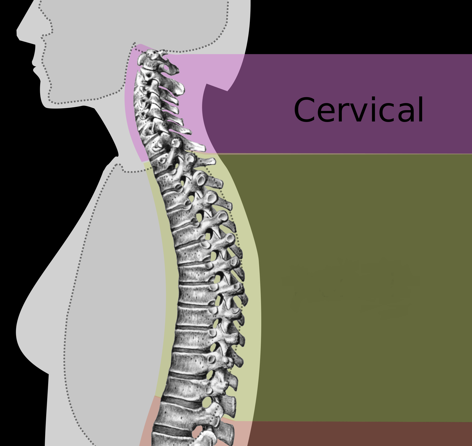 Zona cervical - Colegio Oficial de Fisioterapeutas de La Rioja